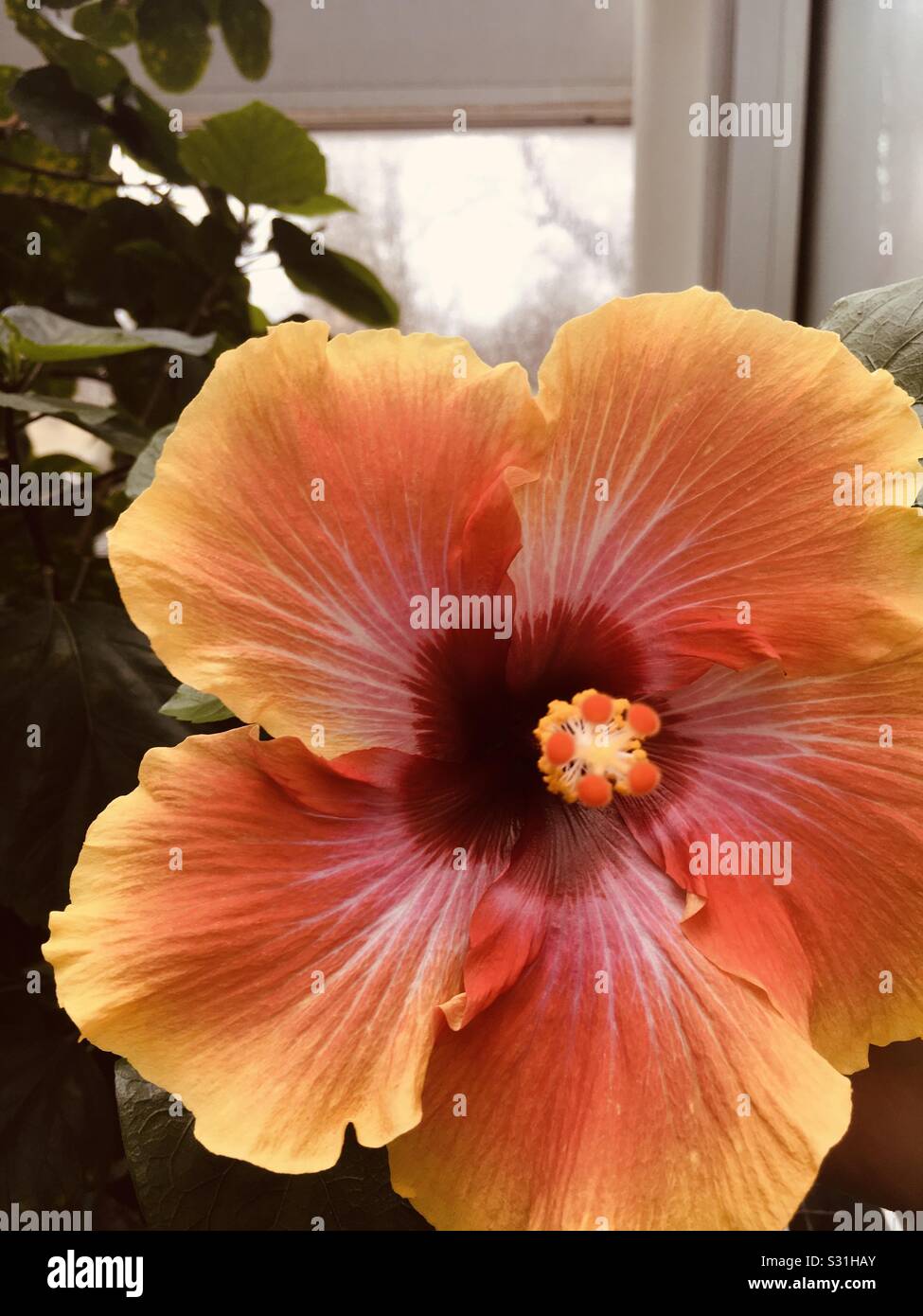 Fiji flower hi-res stock photography and images - Alamy