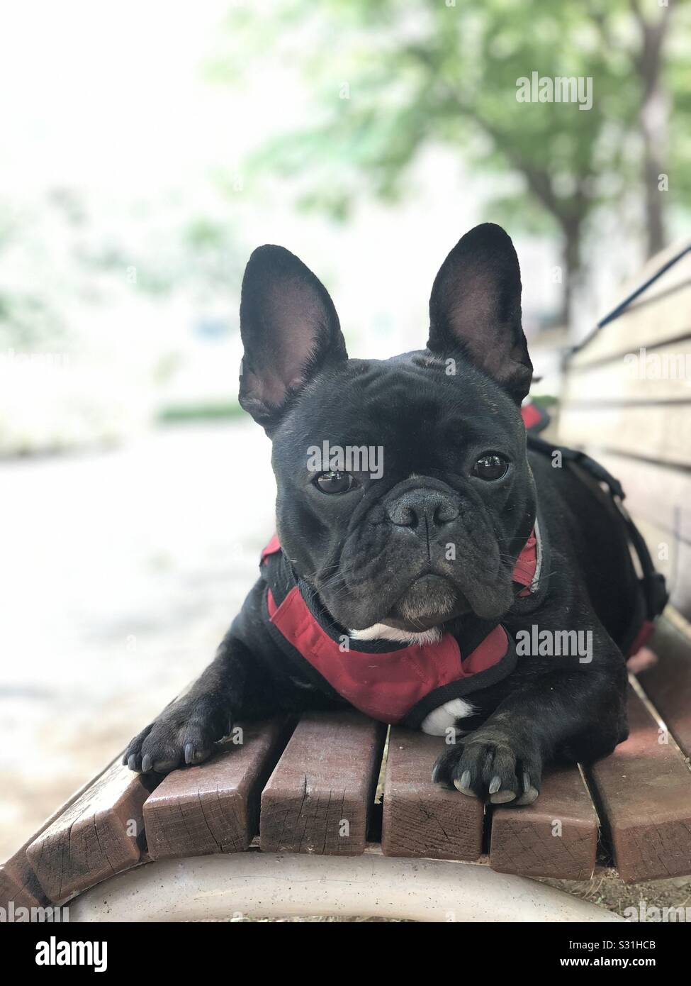 French bulldog chilling hi-res stock photography and images - Alamy