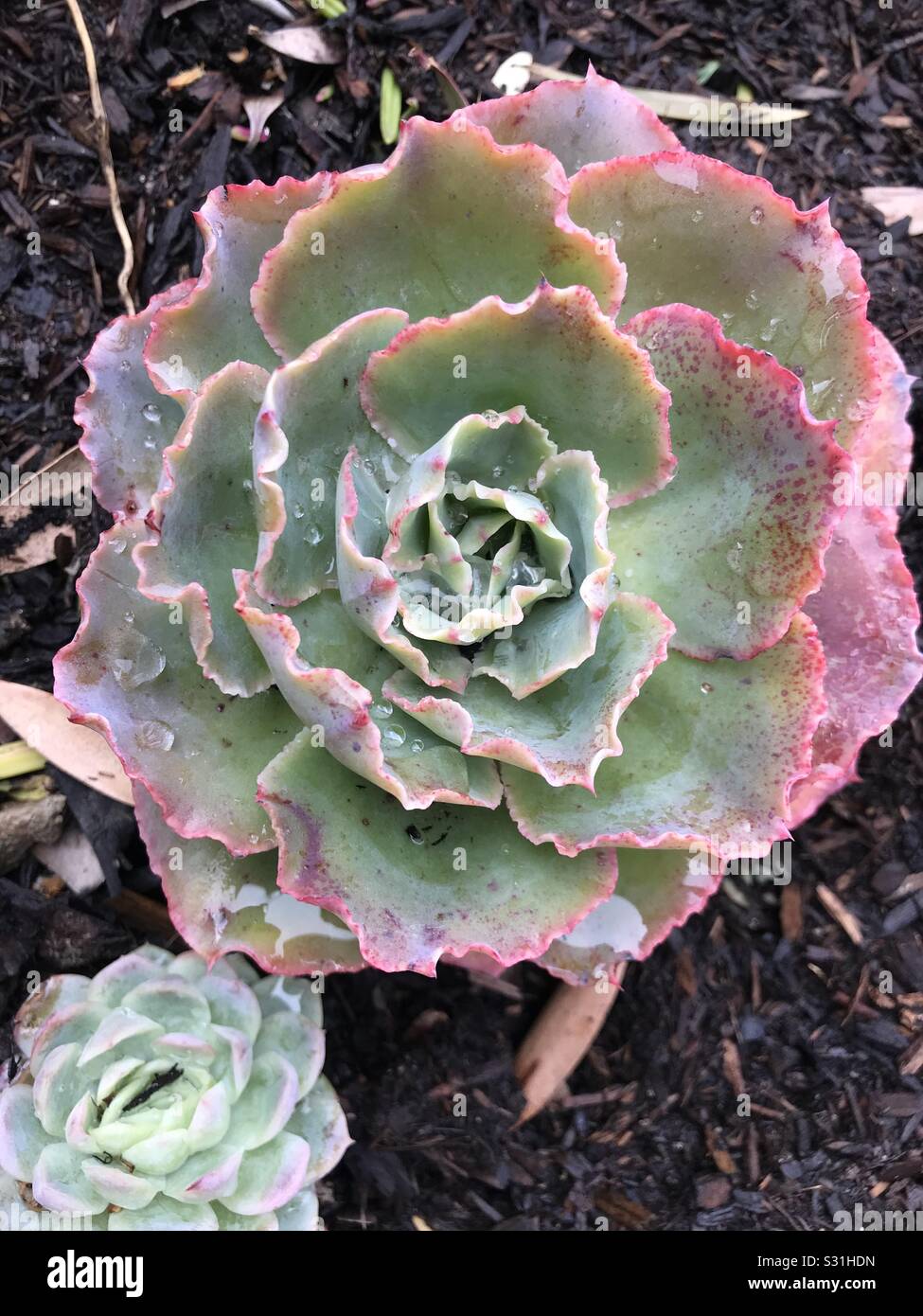 Plants succulents hi-res stock photography and images - Alamy