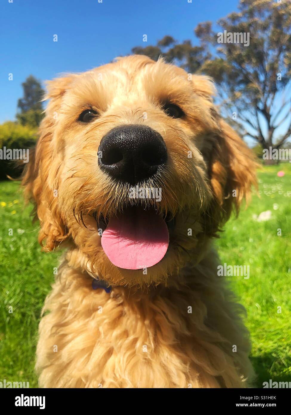 Groodle dog hi-res stock photography and images - Alamy