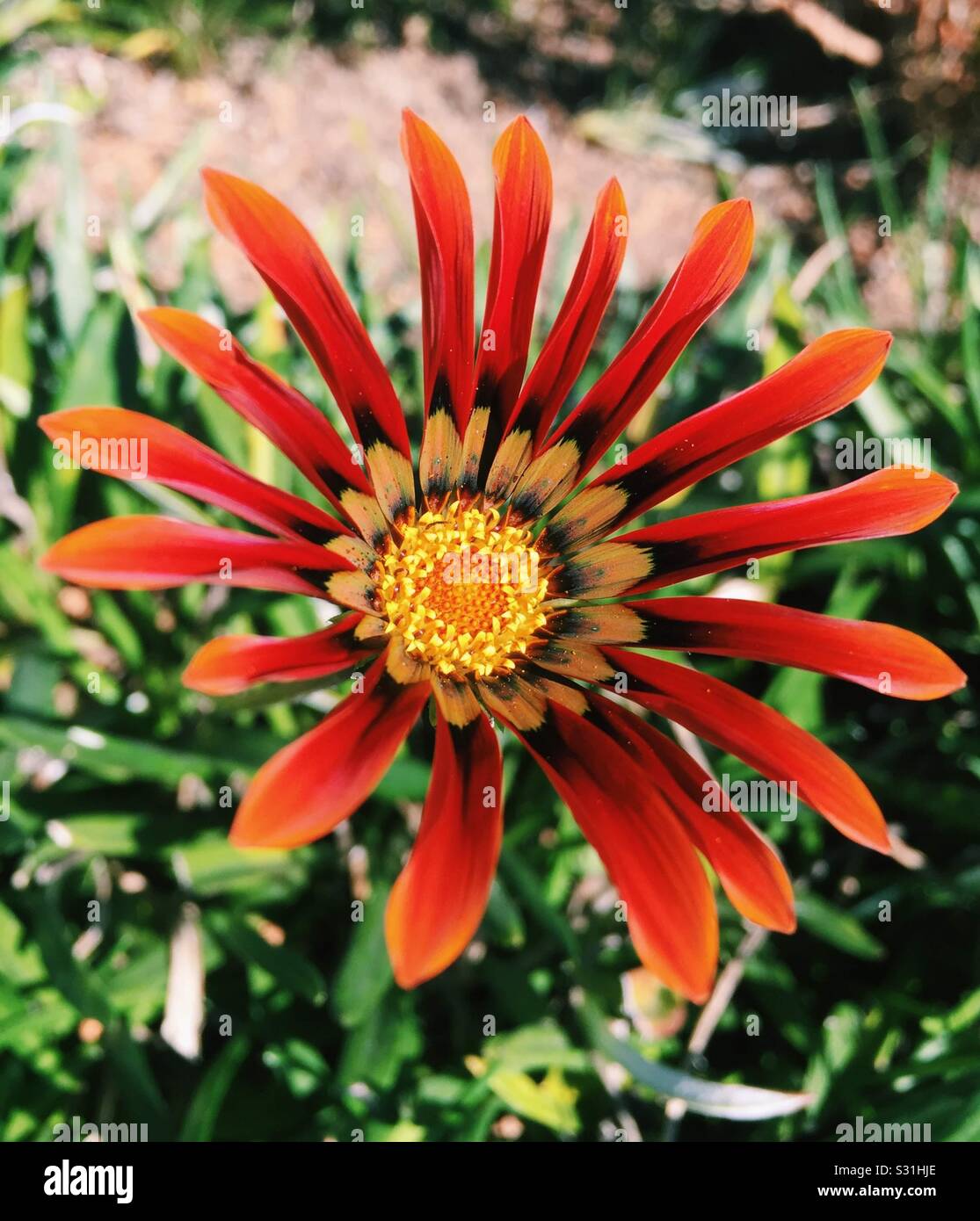 Beautiful red flower hi-res stock photography and images - Alamy