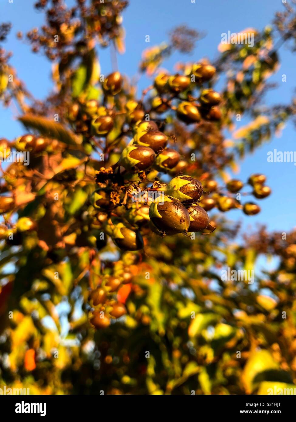 Golden nuts hi-res stock photography and images - Alamy