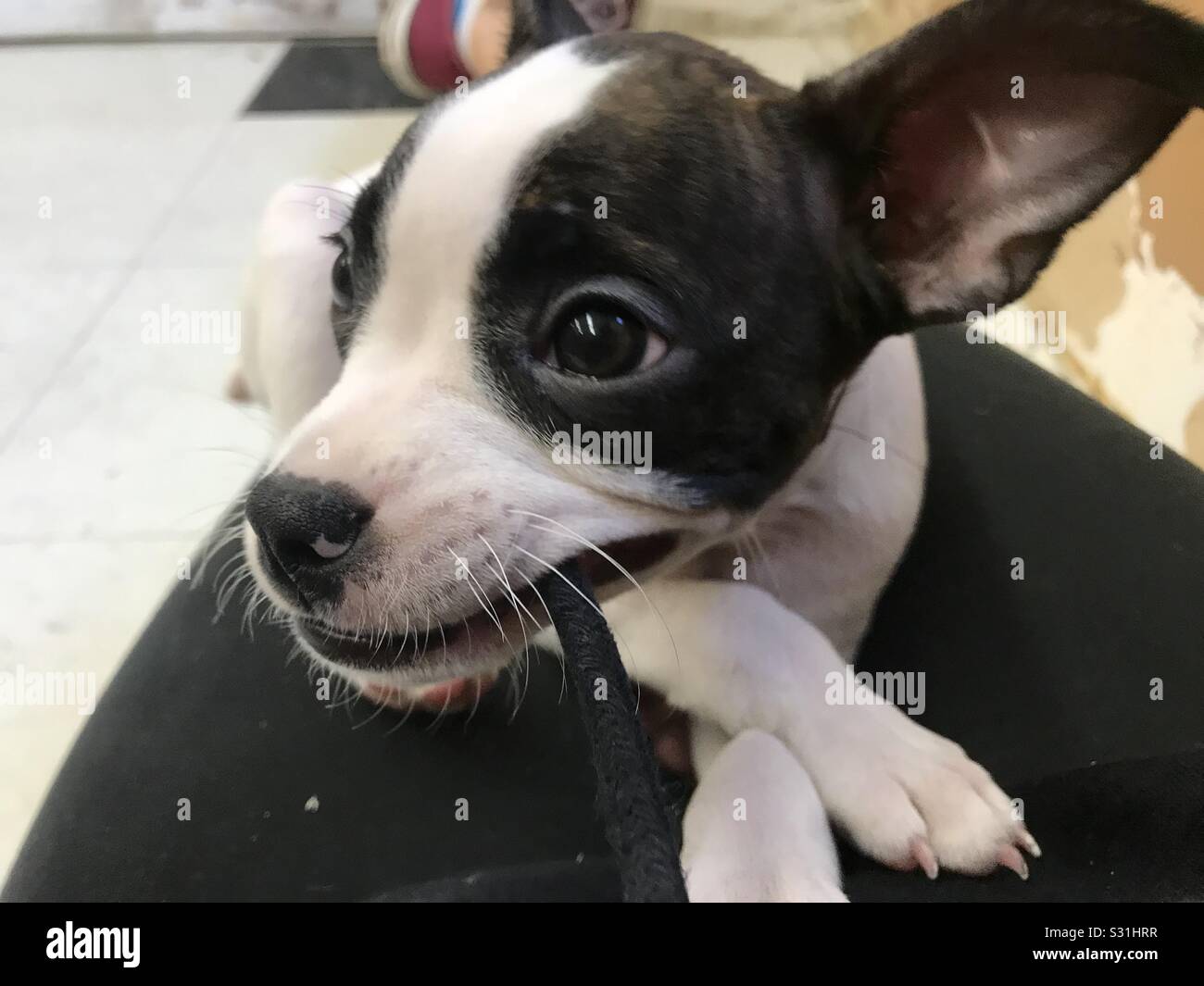 Cute overload hi-res stock photography and images - Alamy