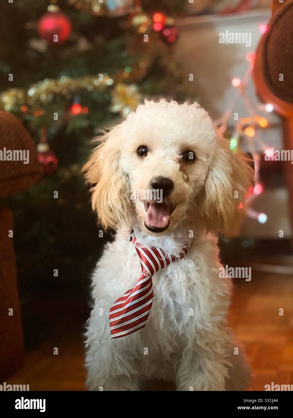 Dog with a bow hi-res stock photography and images - Alamy
