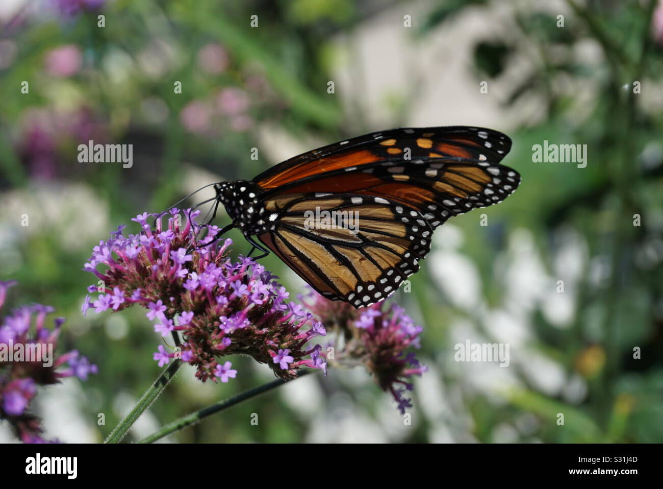 Lucky shot hi-res stock photography and images - Alamy