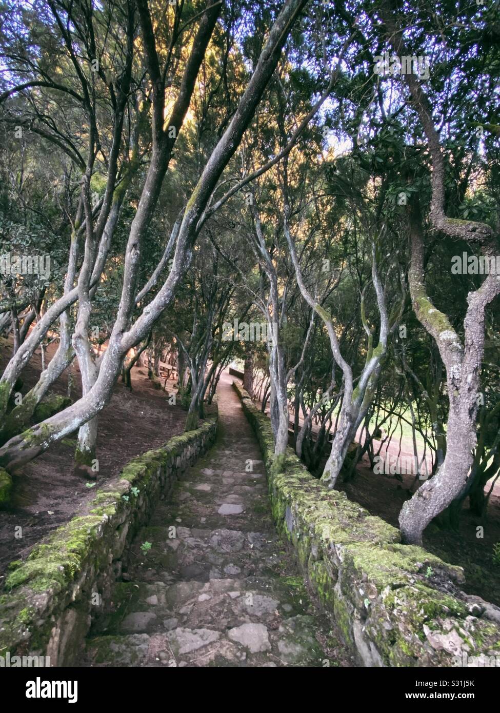 Stairs to the tree hi-res stock photography and images - Alamy