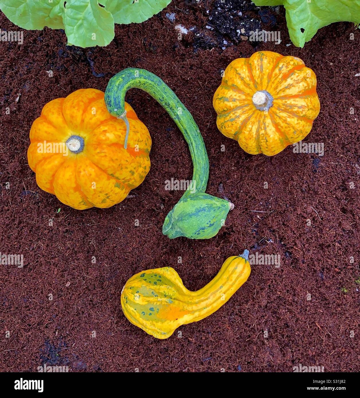 Happy face fruits hi-res stock photography and images - Alamy