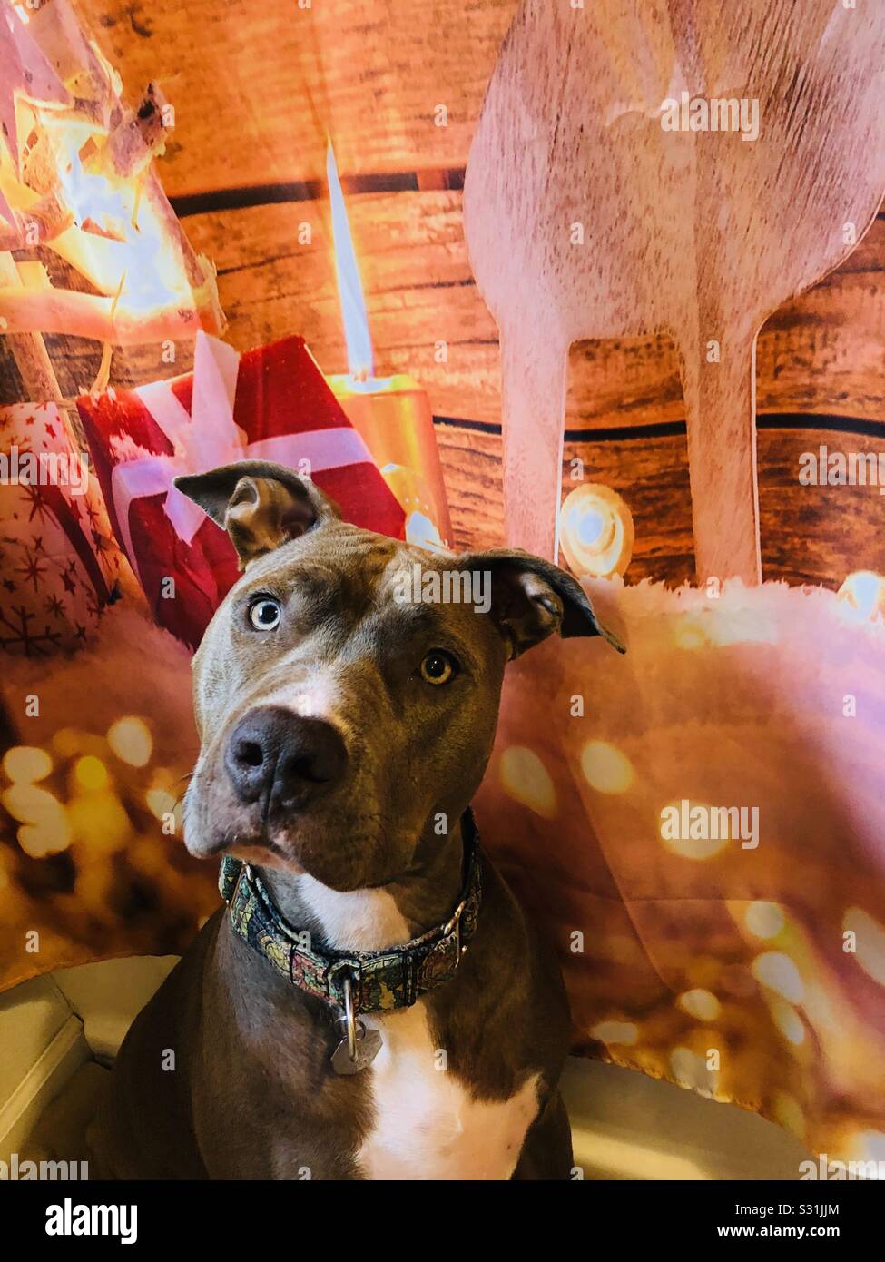 Blue Pit Dog High Resolution Stock Photography and Images - Alamy