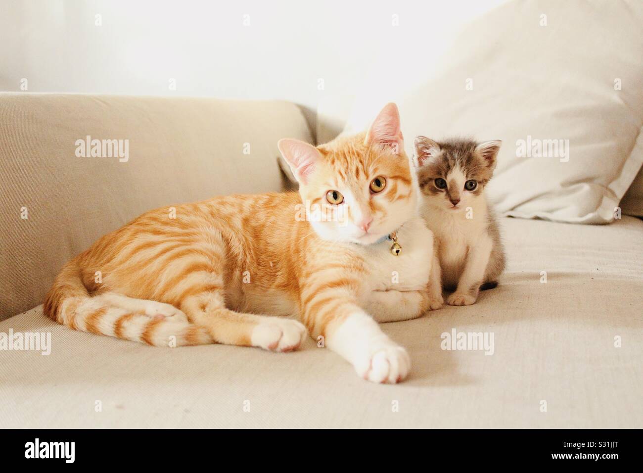 Orange bro hi-res stock photography and images - Alamy