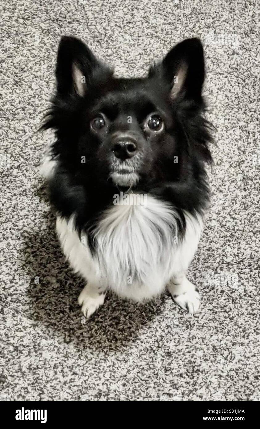 Puppy dog eyes Stock Photo - Alamy