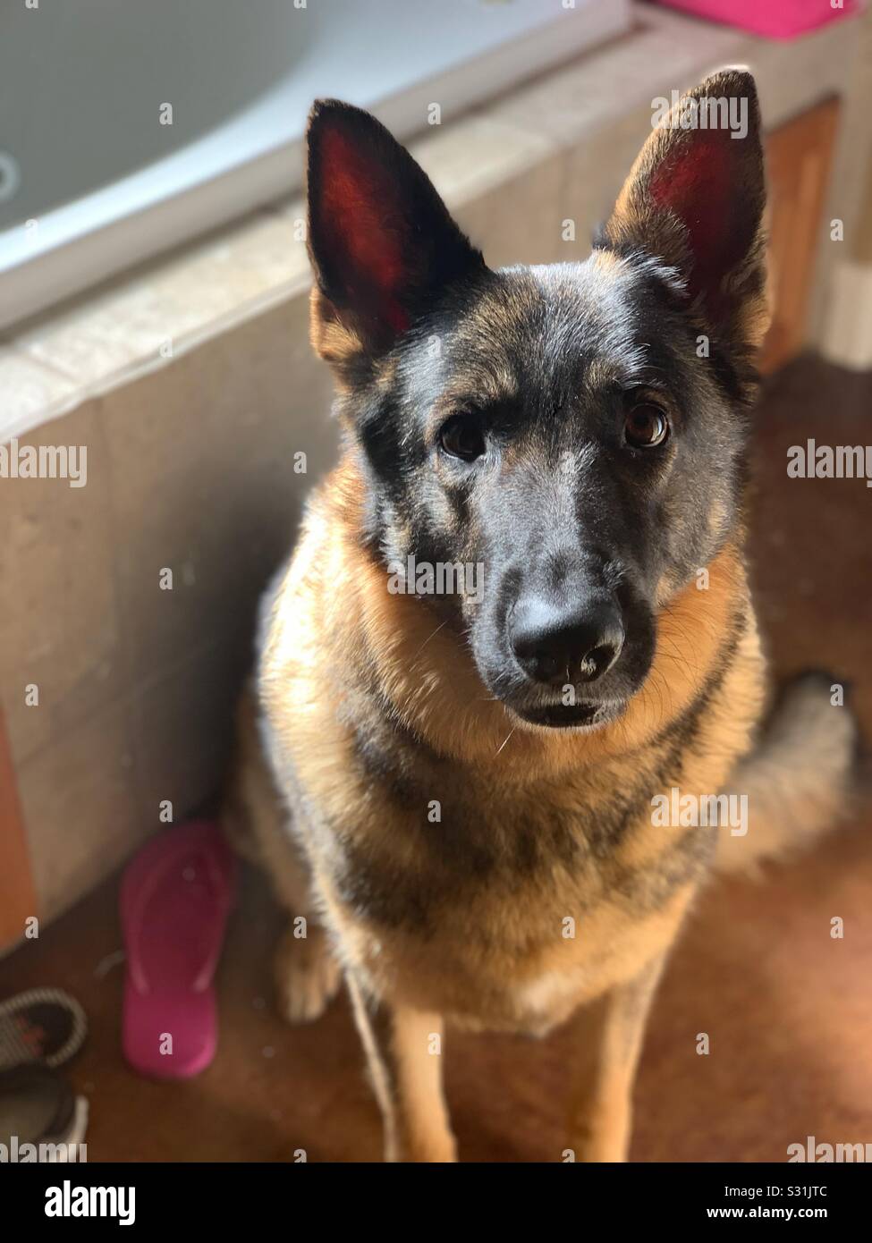 Dog Mama High Resolution Stock Photography and Images - Alamy
