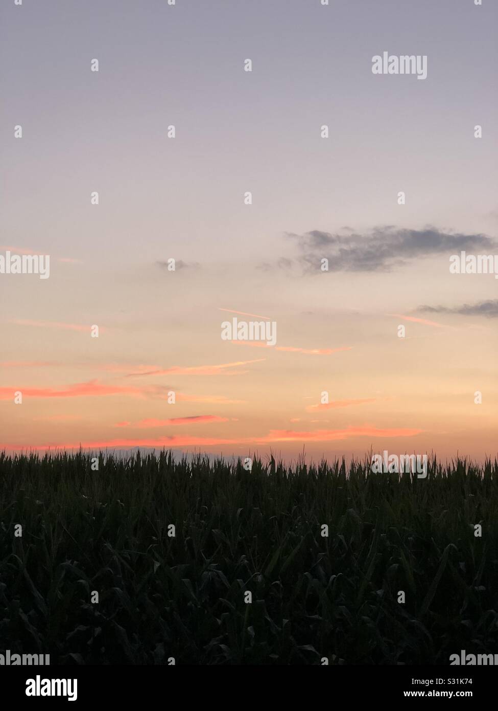 Indiana corn hi-res stock photography and images - Alamy