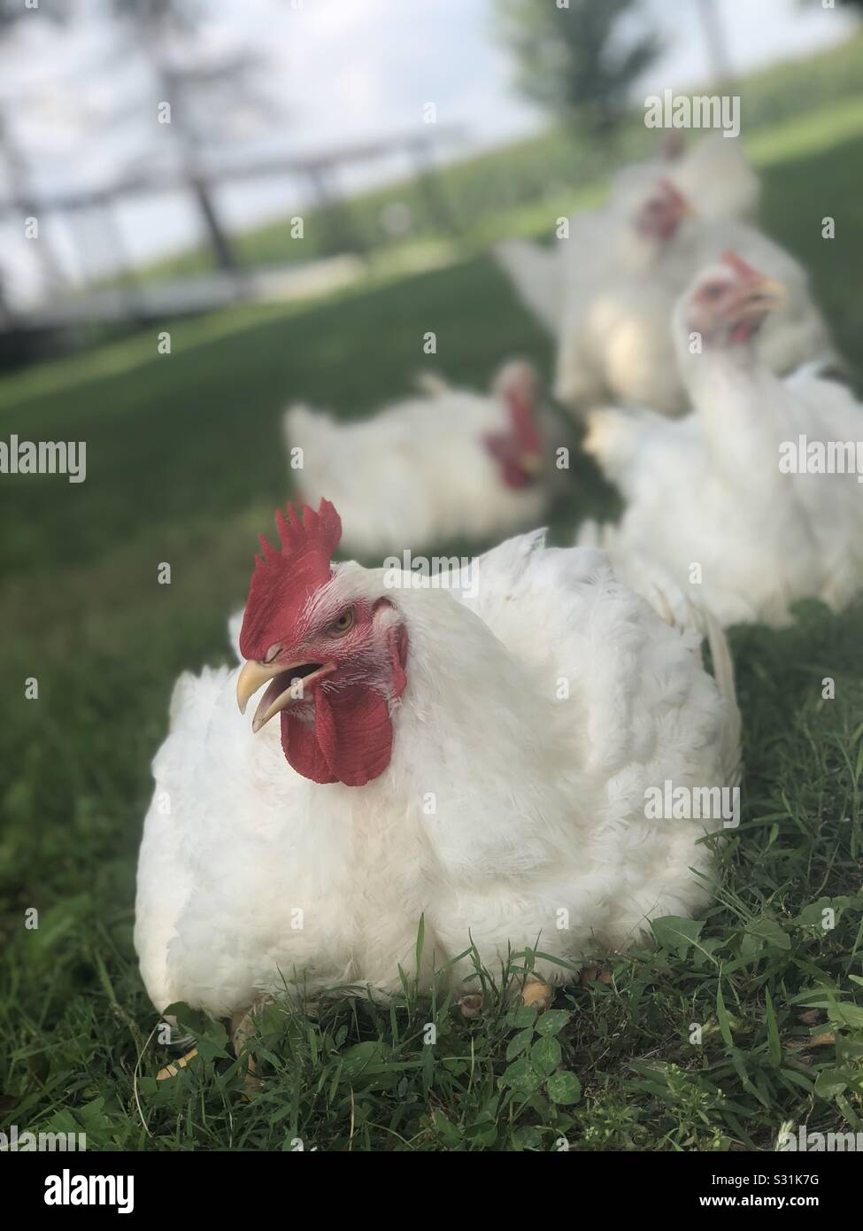 Meat bird hi-res stock photography and images - Alamy