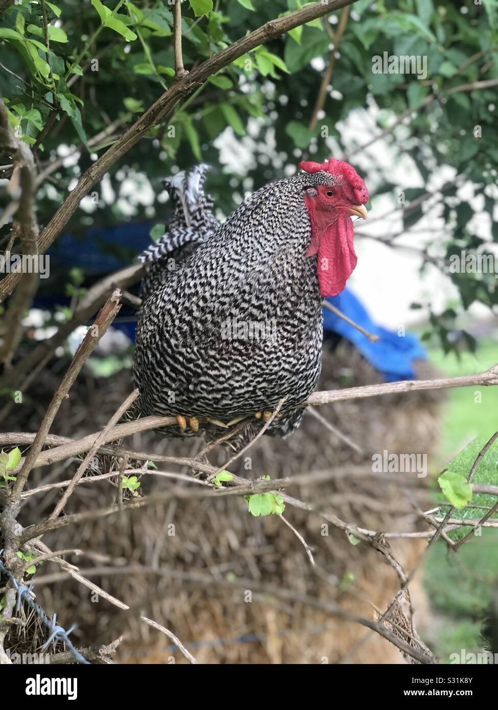 Chicken Tree High Resolution Stock Photography and Images - Alamy
