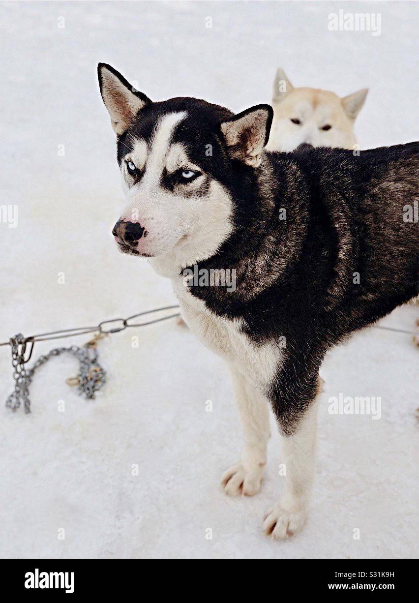 Dogs in quebec hi-res stock photography and images - Alamy