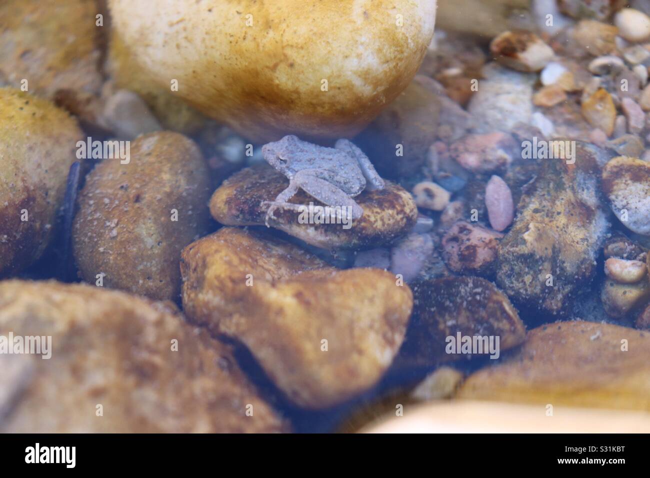 Frog outside hi-res stock photography and images - Alamy