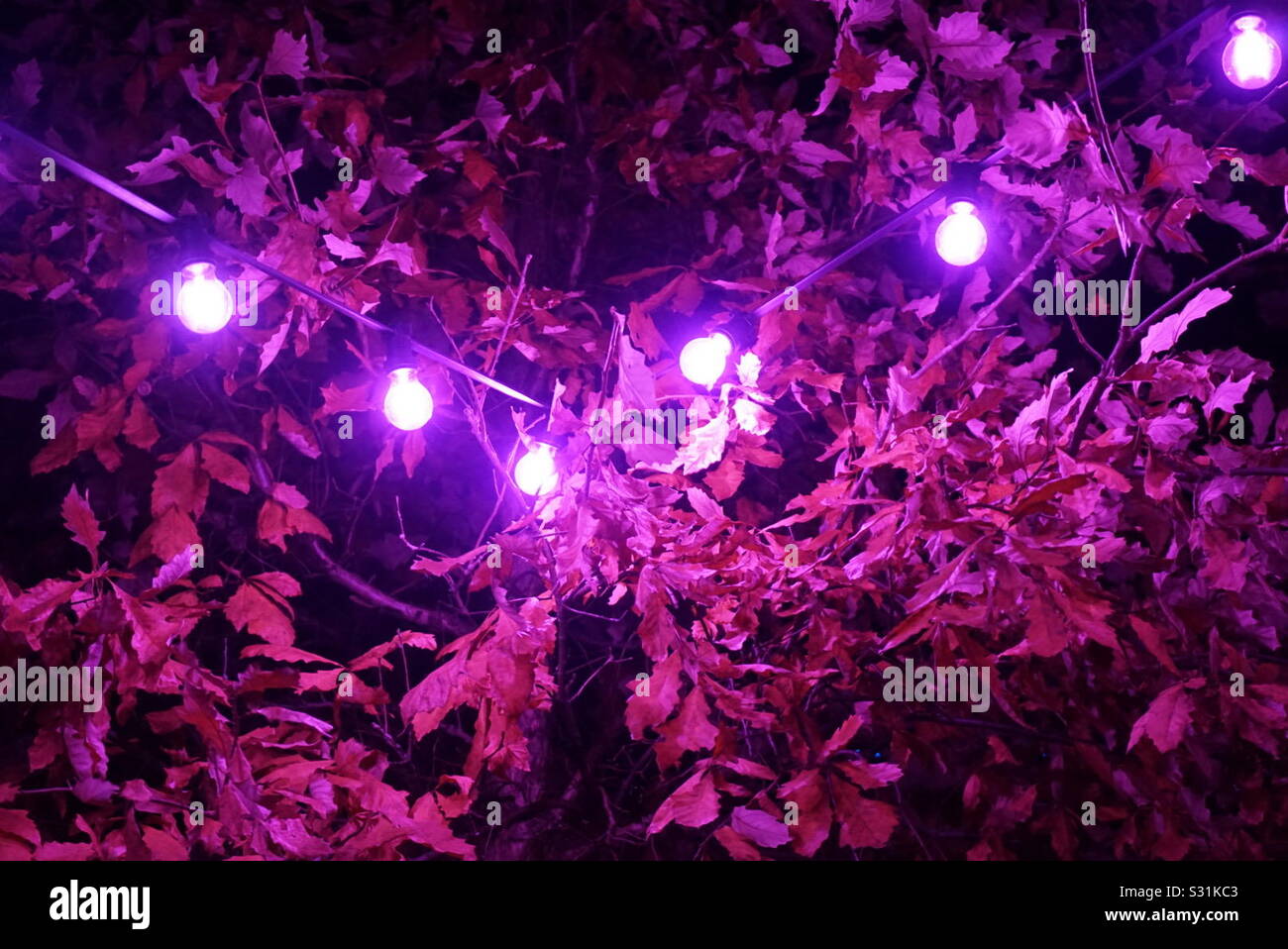 Tree + lights Stock Photo - Alamy