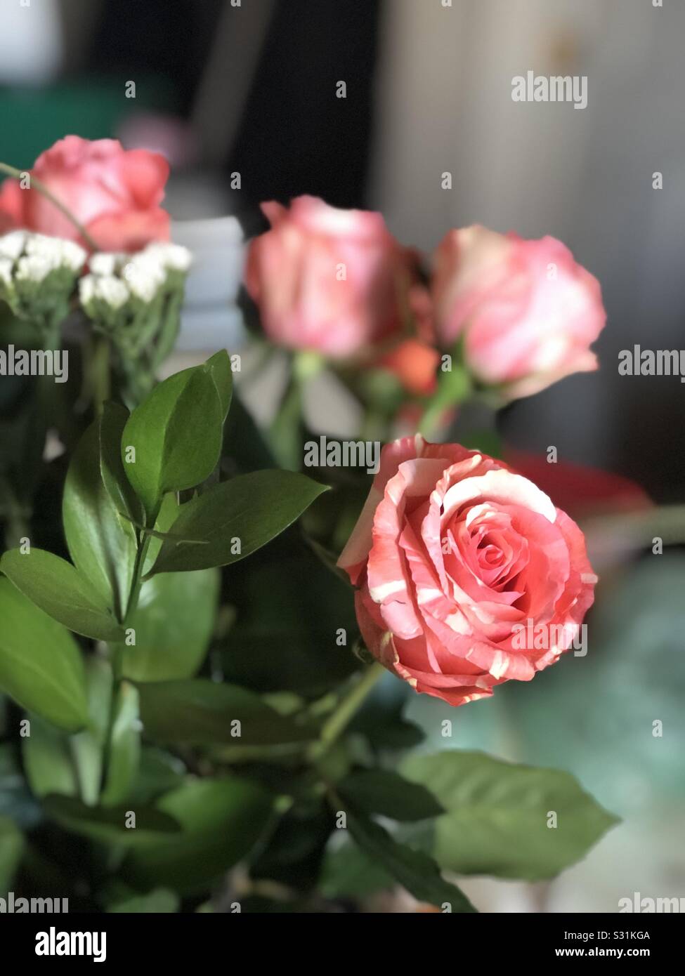 Multicolor rose hi-res stock photography and images - Alamy