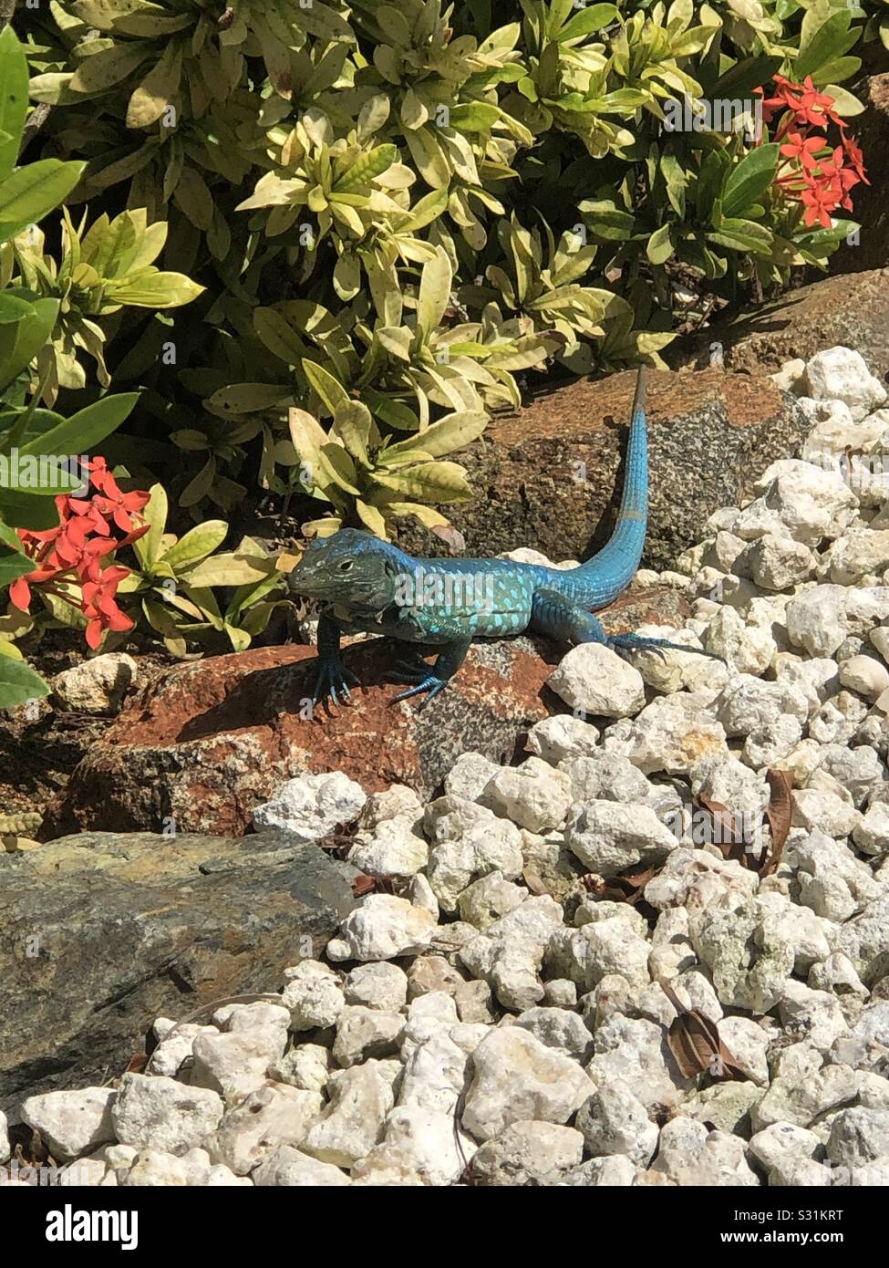 Aruba lizard hi-res stock photography and images - Alamy