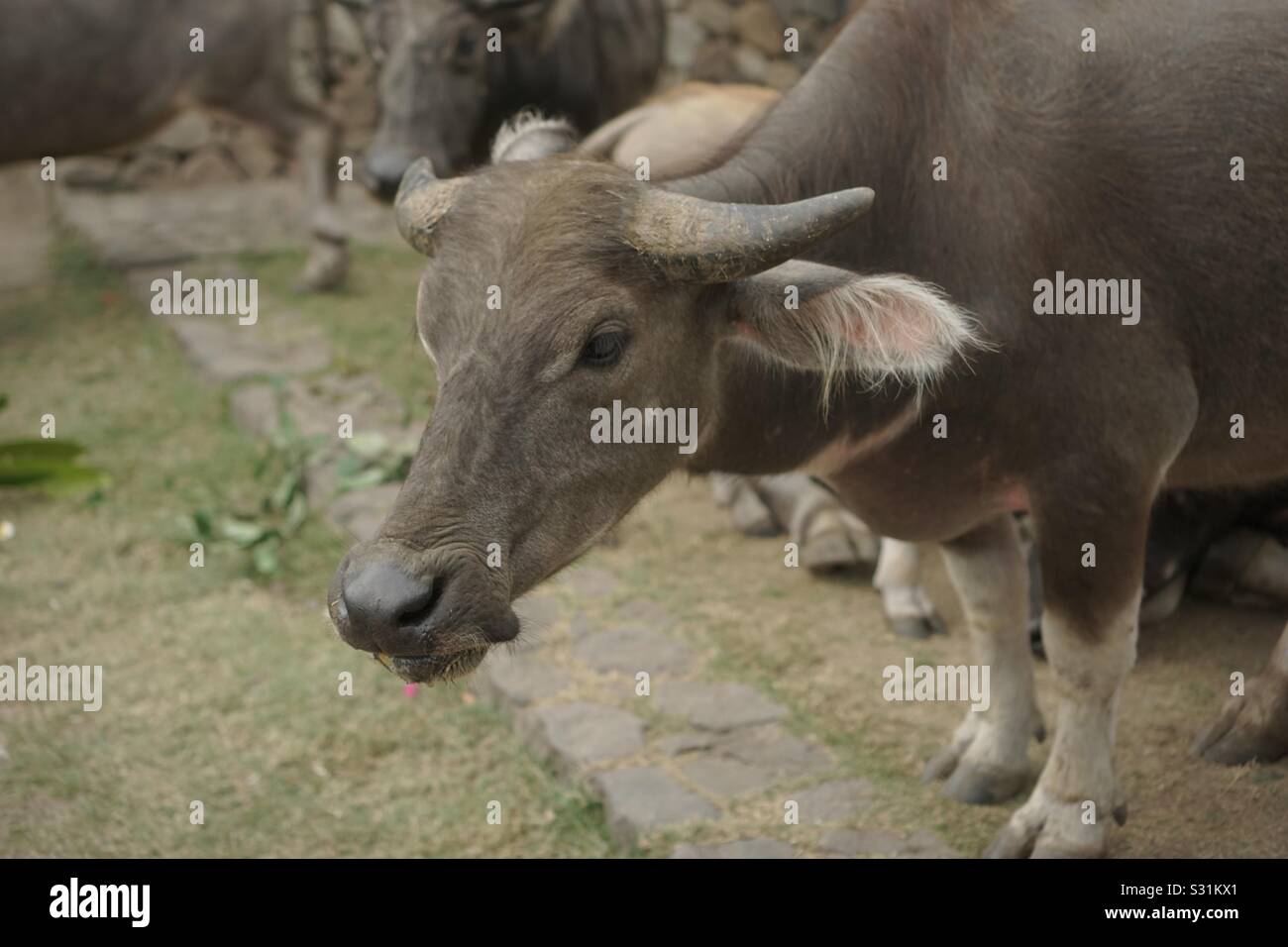 Animals of indonesia hi-res stock photography and images - Alamy