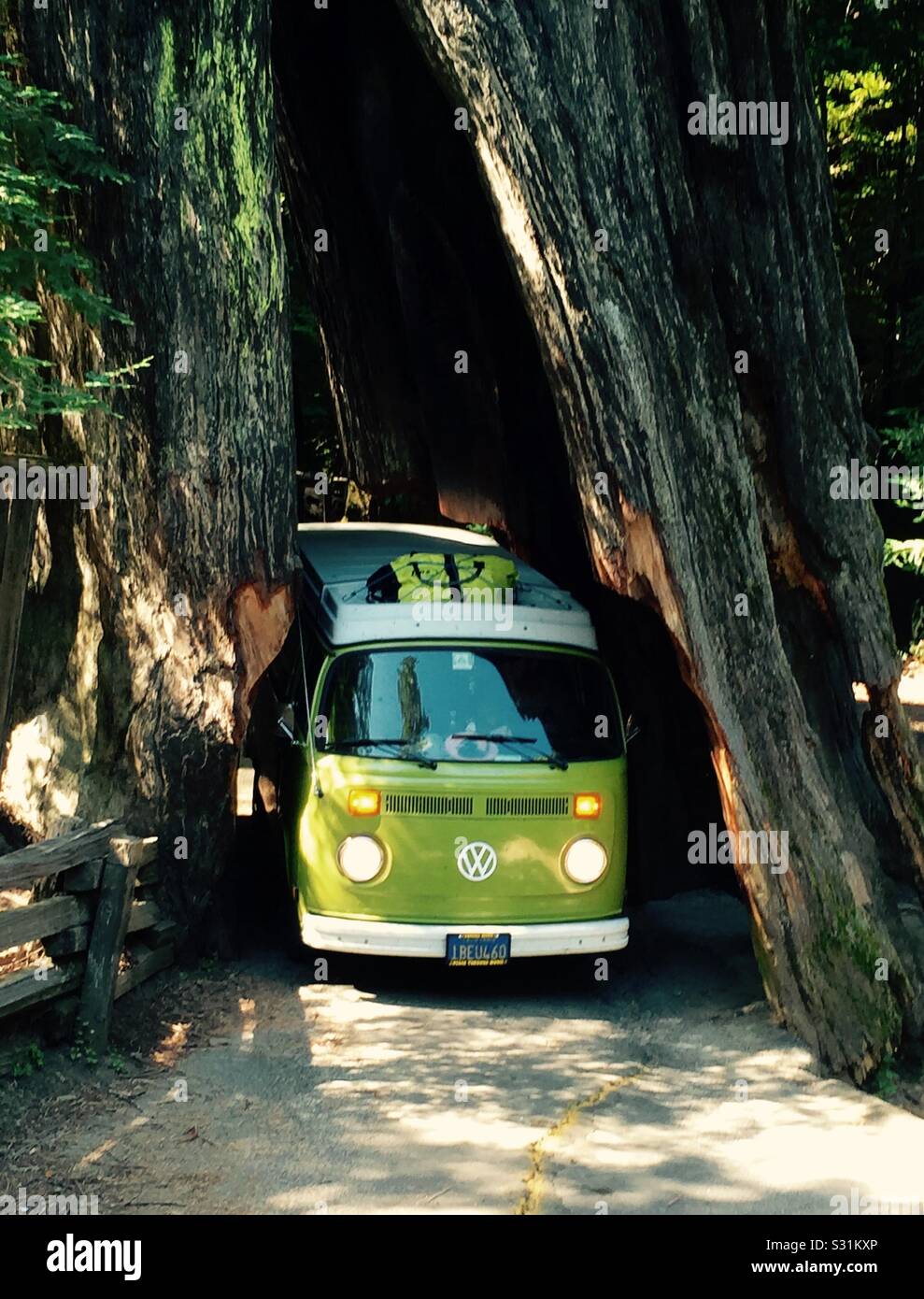 Drive thru tree hi-res stock photography and images - Alamy