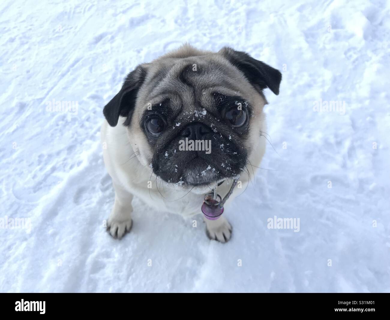 Pug snow hi-res stock photography and images - Alamy