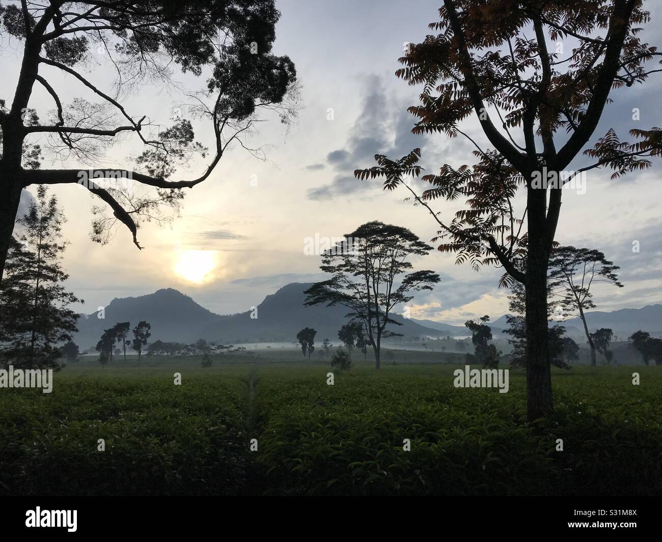 West java tea plantation hi-res stock photography and images - Alamy