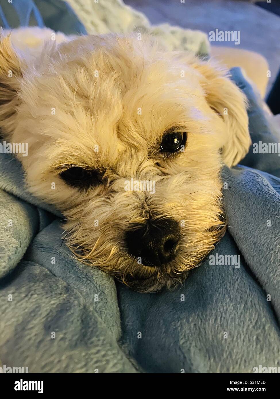 Cute animal faces hi-res stock photography and images - Alamy