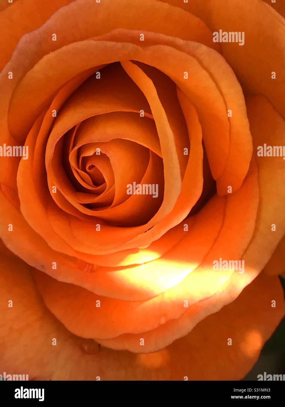 Monochromatic rose hi-res stock photography and images - Alamy