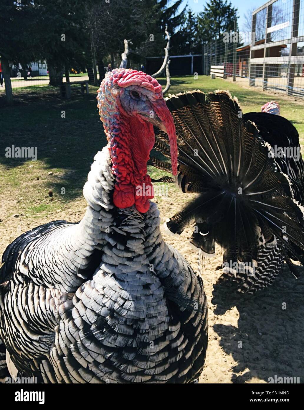 Turkey animal hi-res stock photography and images - Alamy