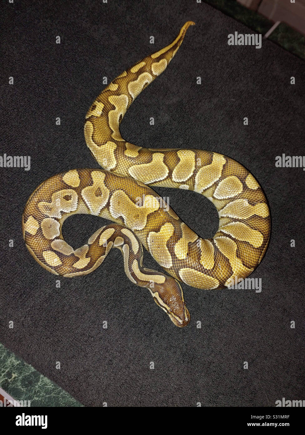 Butter ball python hi-res stock photography and images - Alamy