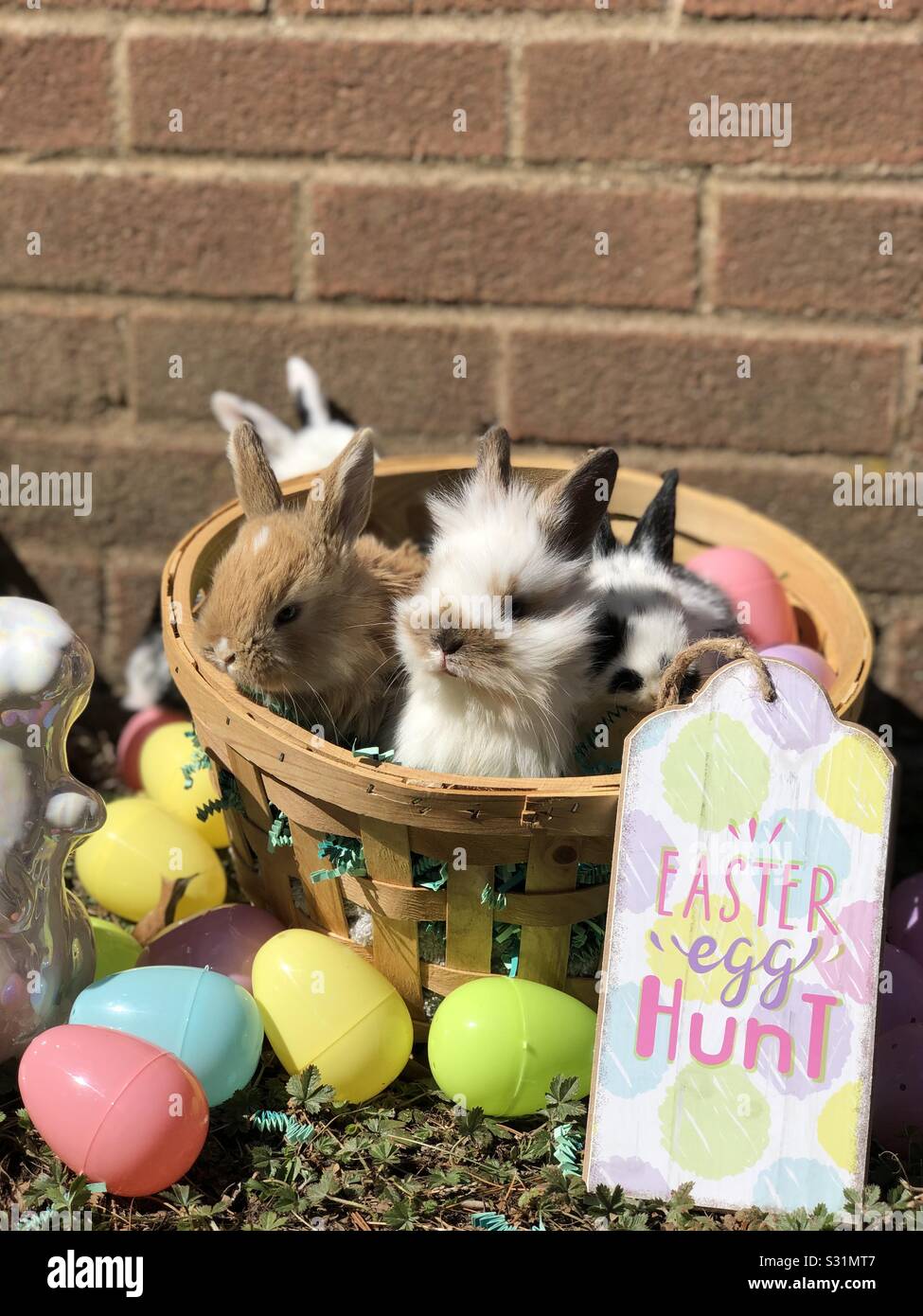 Baby bunnies hi-res stock photography and images - Alamy