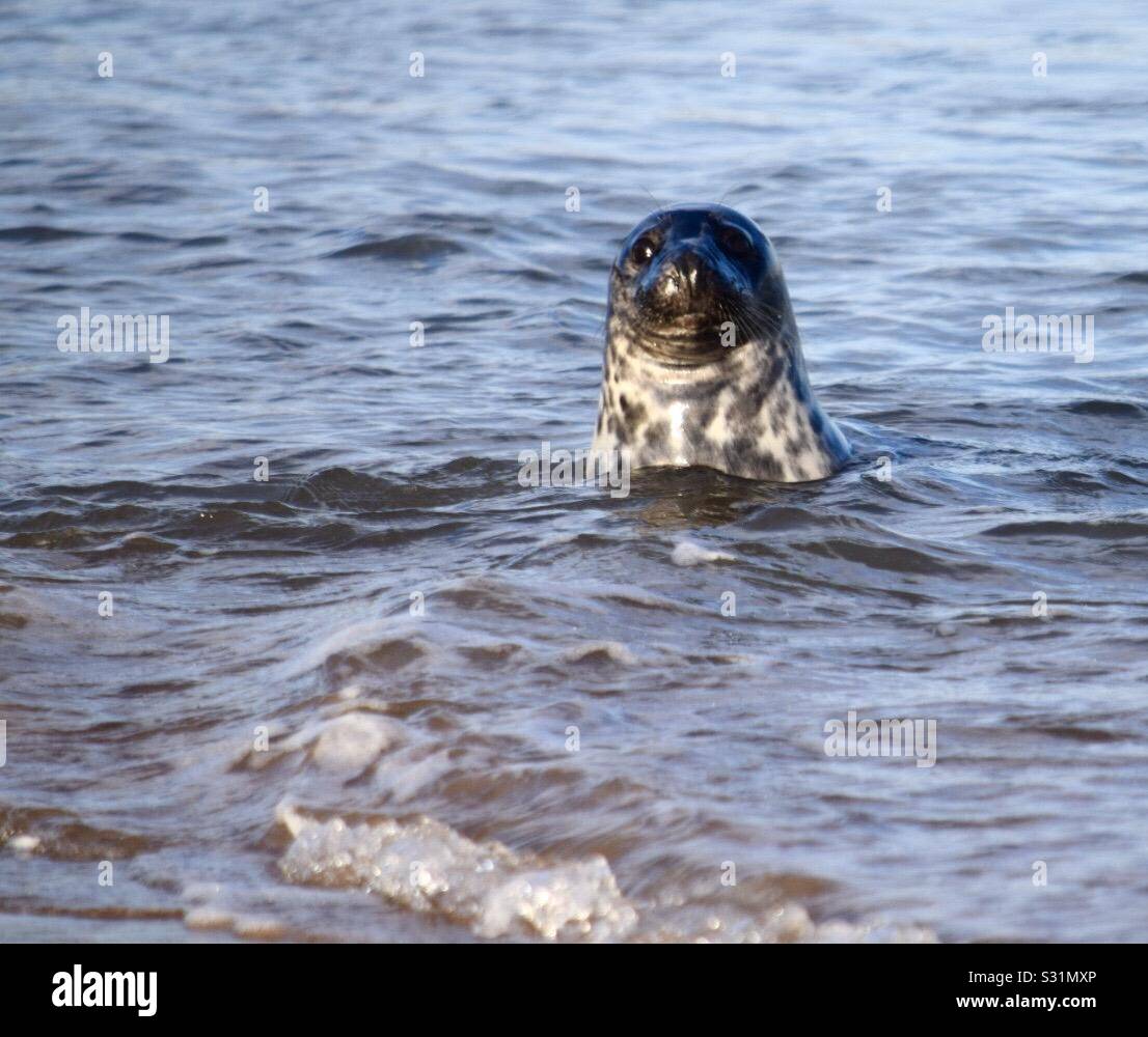 Seal up hi-res stock photography and images - Alamy
