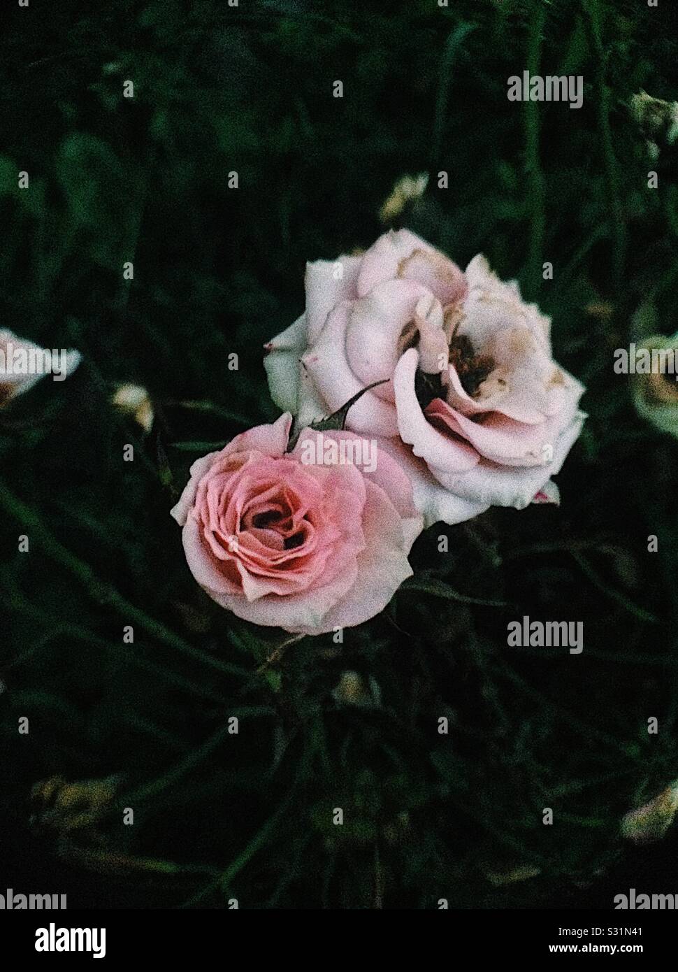 Two pink roses hi-res stock photography and images - Alamy