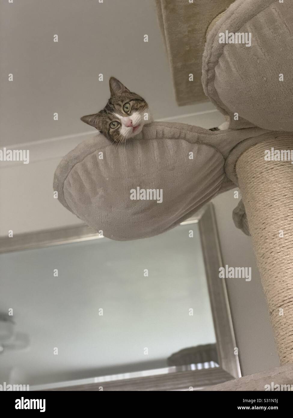 Cat Chilling High Resolution Stock Photography and Images - Alamy