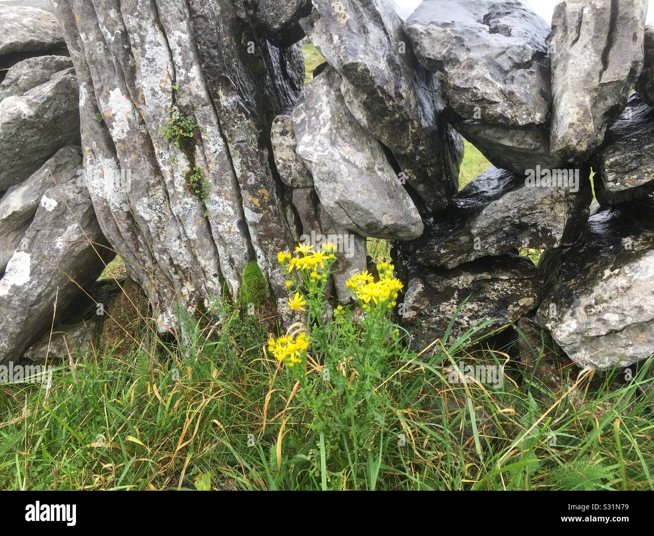 Irish wildflowers hi-res stock photography and images - Alamy
