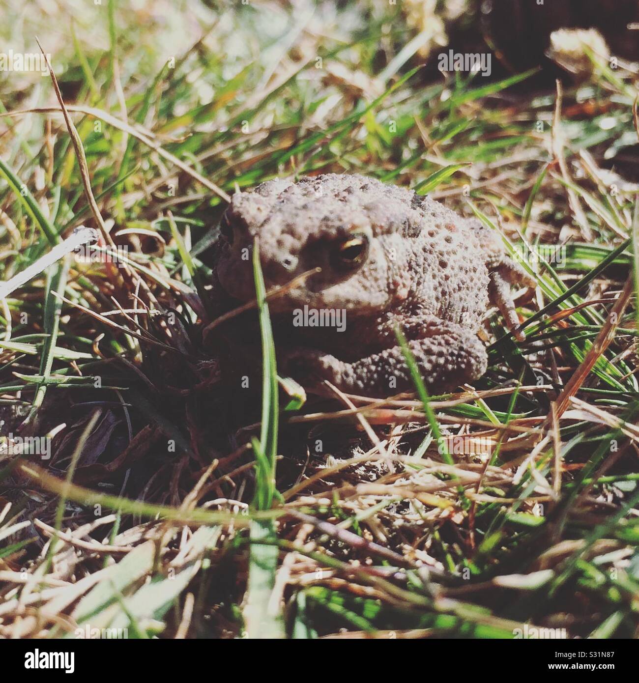 Toad in grass hi-res stock photography and images - Alamy