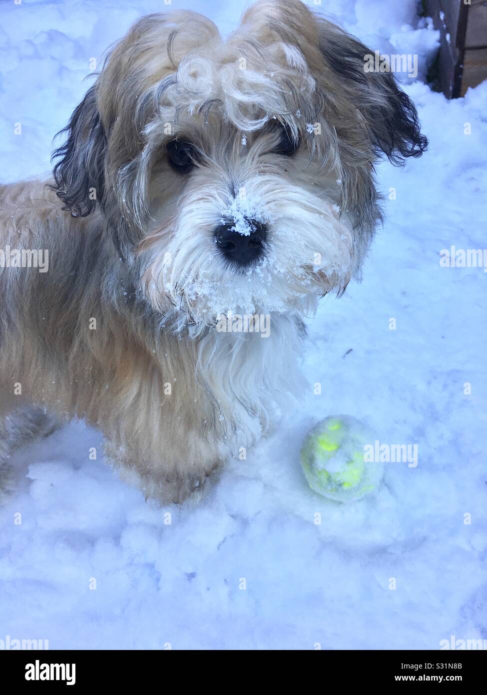Icy dog hi-res stock photography and images - Alamy