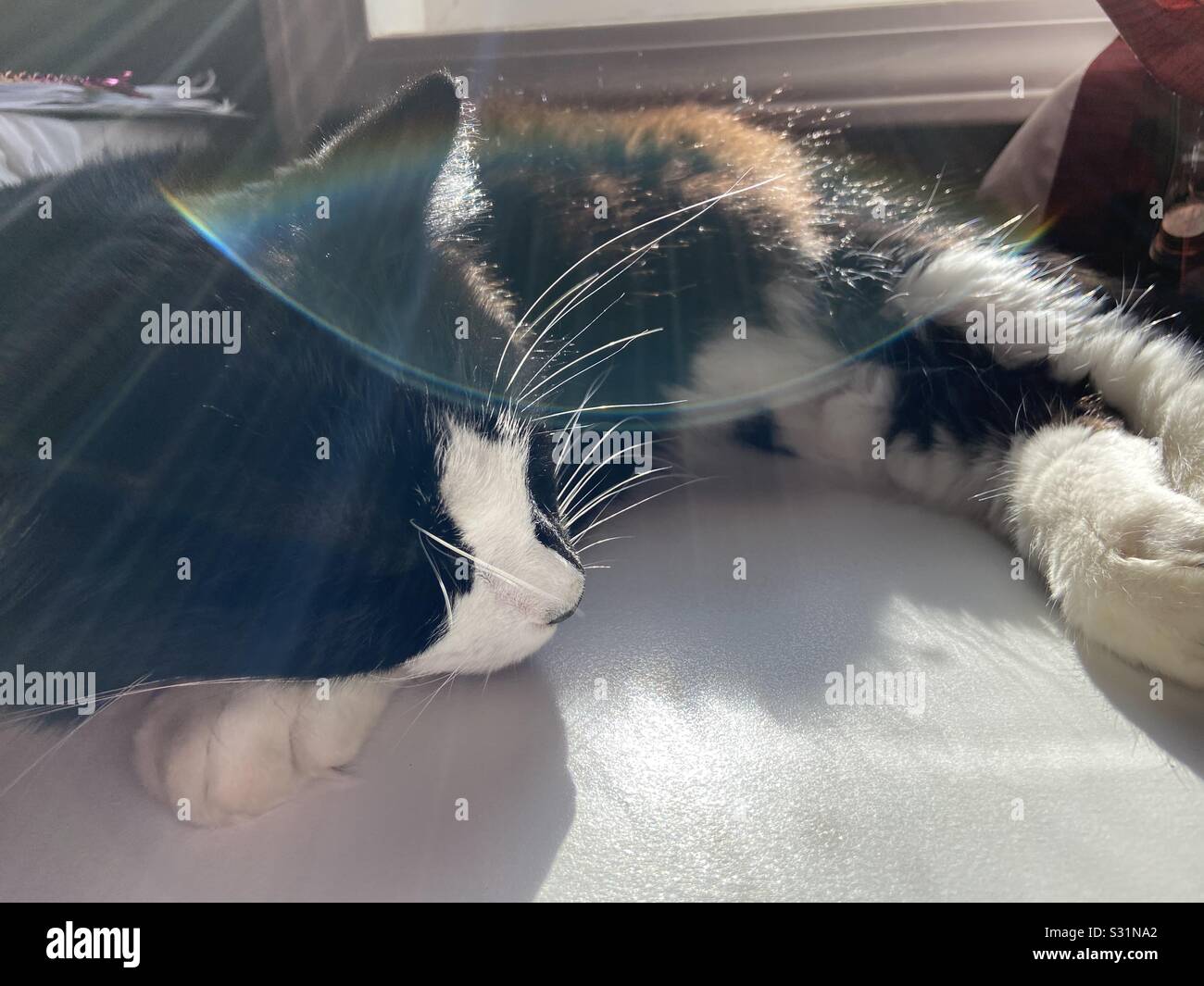 Rainbow cat hi-res stock photography and images - Alamy