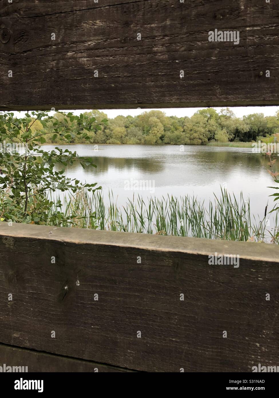 British pond life hi-res stock photography and images - Alamy