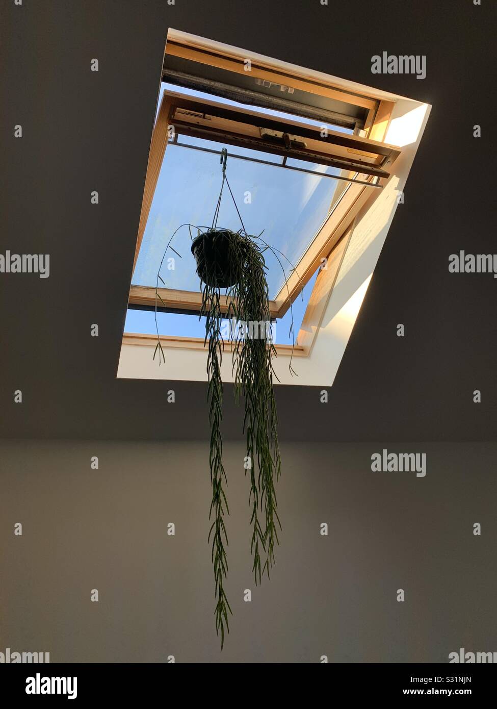 Hanging plant in skylight window Stock Photo - Alamy