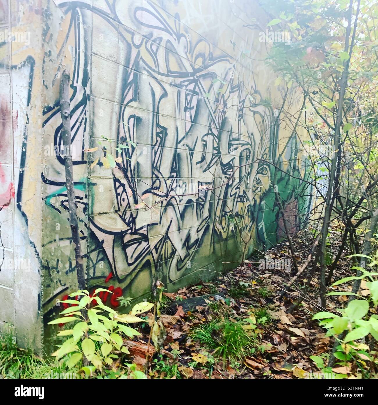 Graffiti on trees hi-res stock photography and images - Alamy