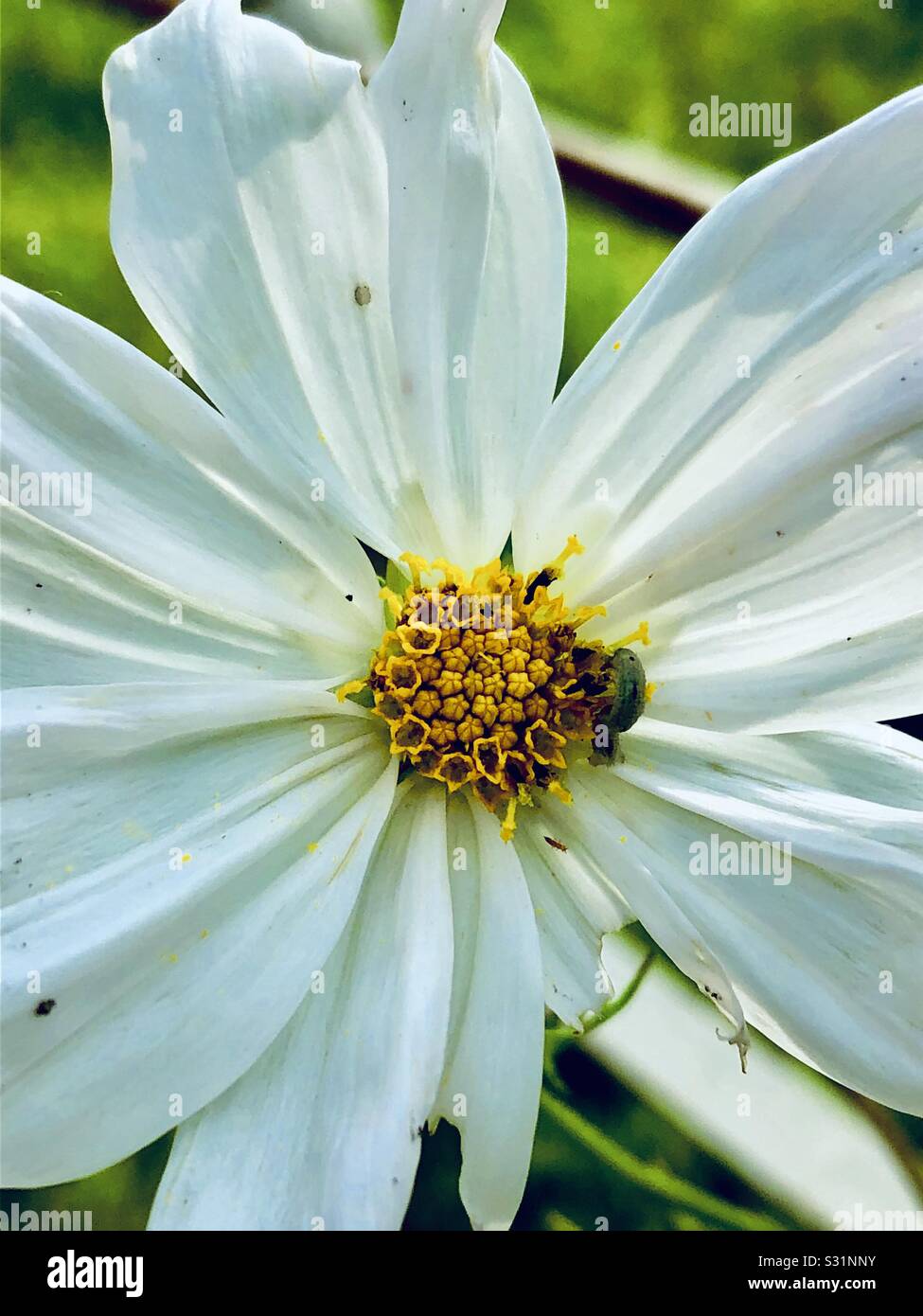 White larvae hi-res stock photography and images - Alamy