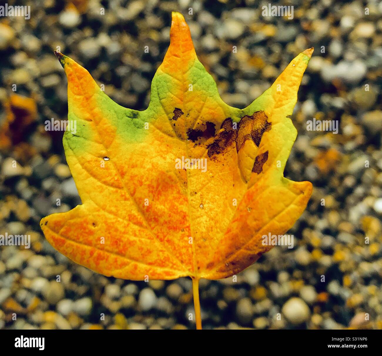 Leaf changing colors hi-res stock photography and images - Alamy
