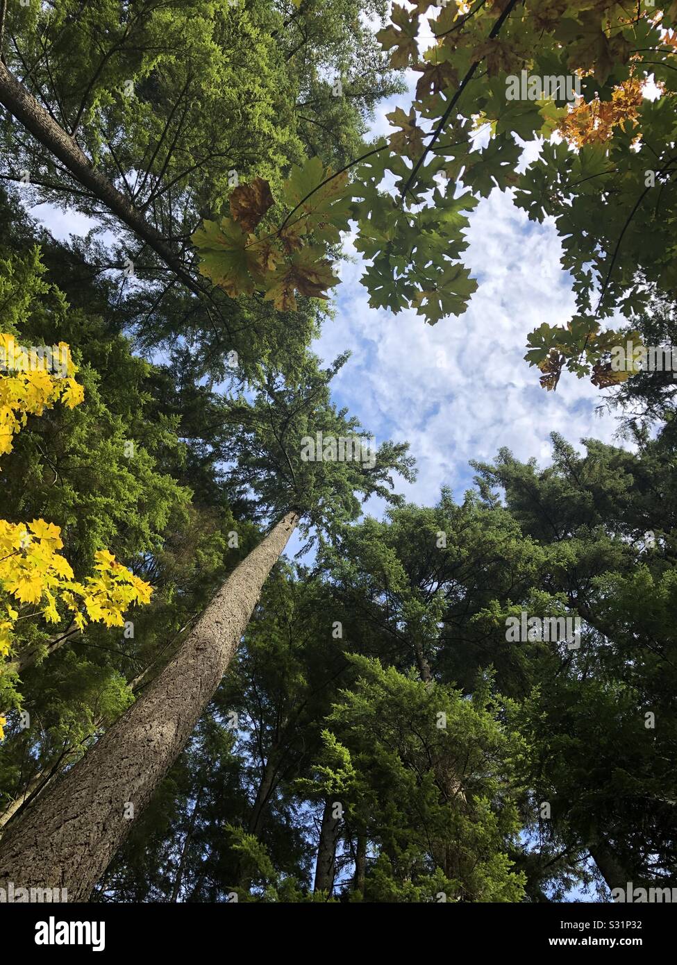Trees sky view hi-res stock photography and images - Alamy