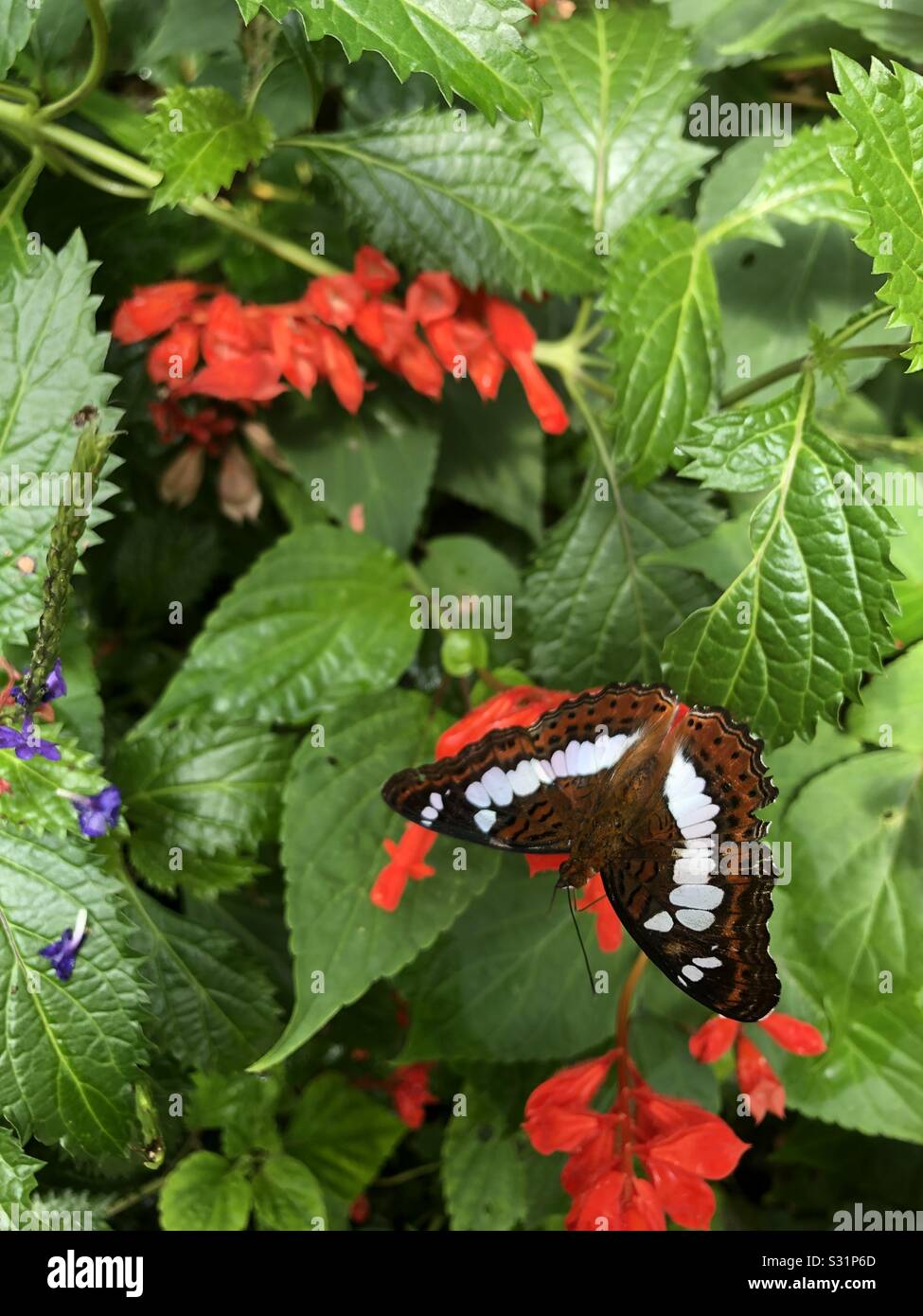 Butterfly of malaysia hi-res stock photography and images - Alamy