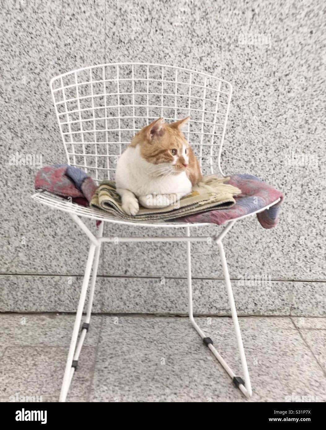 Cat Chilling High Resolution Stock Photography and Images - Alamy