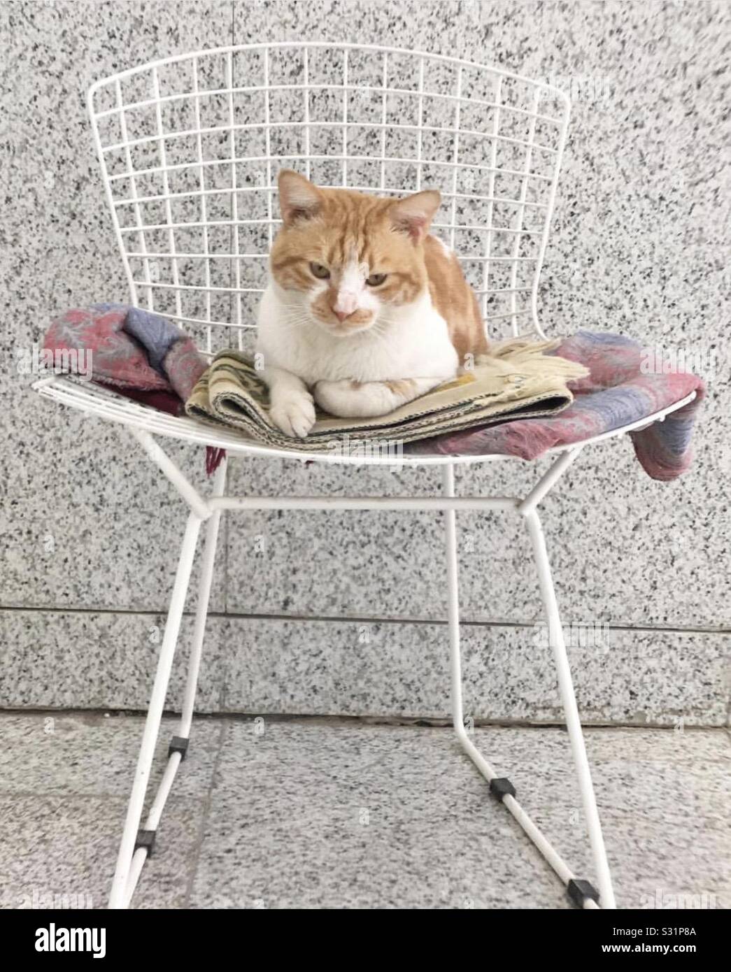 Cats In Chair High Resolution Stock Photography and Images - Alamy