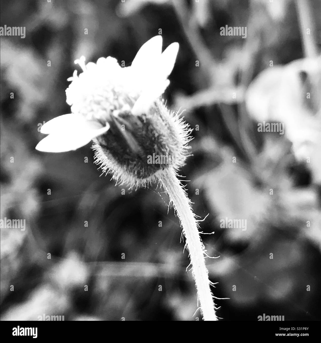 Colourful flower bouquet Black and White Stock Photos & Images - Alamy