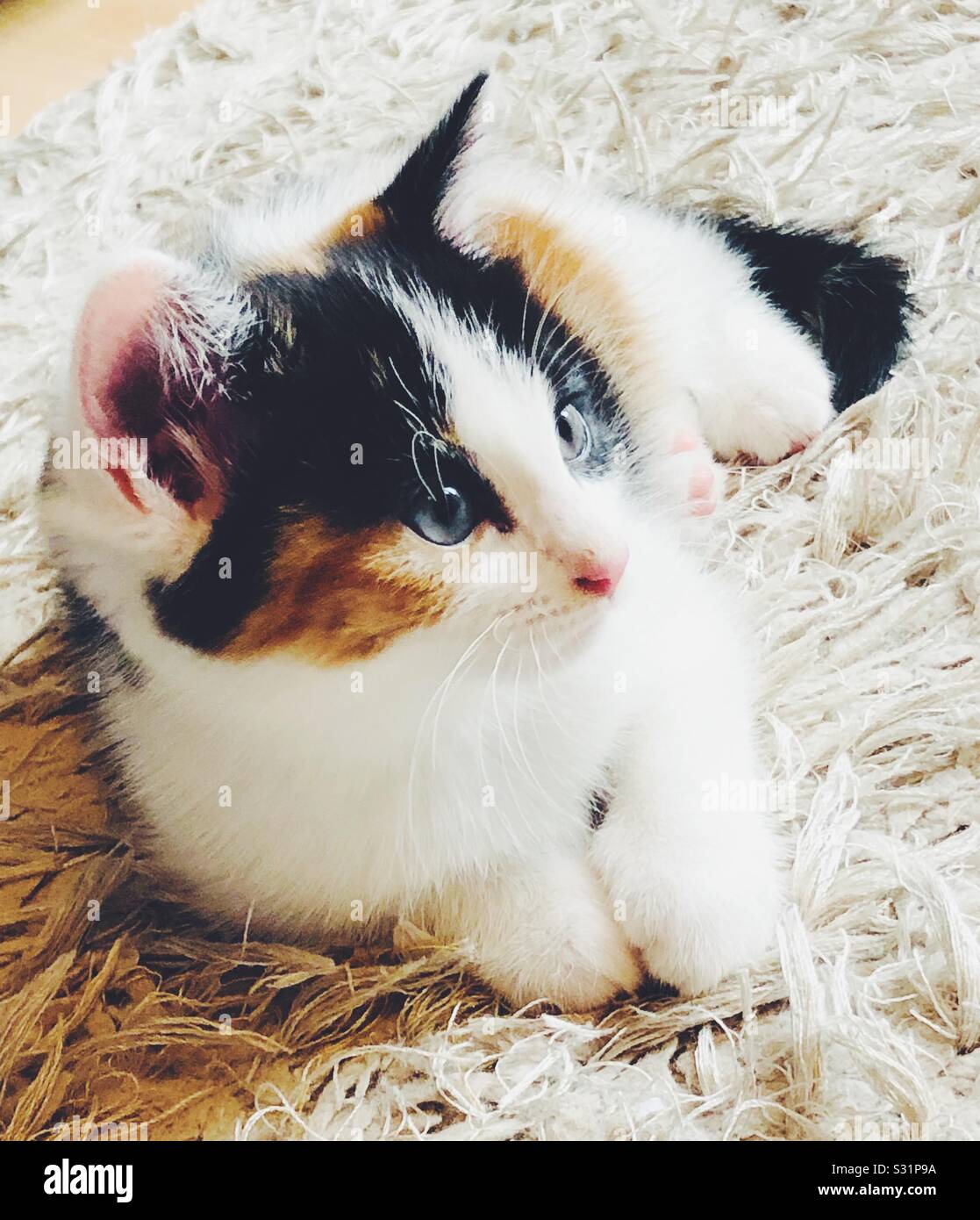 Adorable tortoiseshell cat hi-res stock photography and images - Alamy